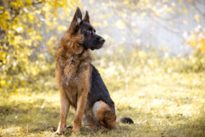 Le race du Berger Allemand : histoire, caractère et santé